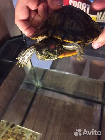 Черепаха Маруся