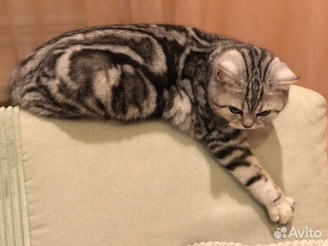 Кошка Шотландская скотиш-страйт