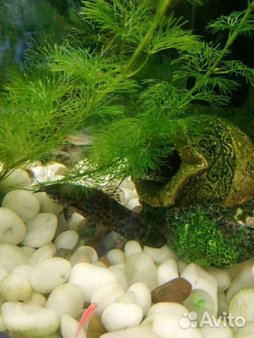 Сом таракатум