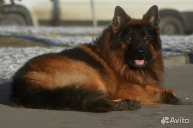 Продаются красивые шикарные щенки дш нем.овч