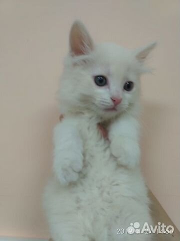 Ангорский мальчик 2 мес в дар