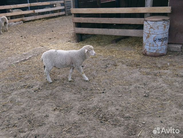 Ягнята, баранчики