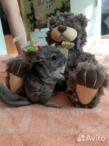 Шиншиллы