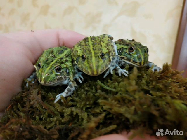 Африканские водоносы