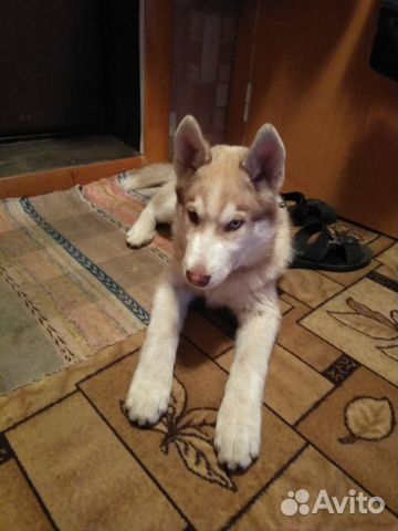 Продам хаски