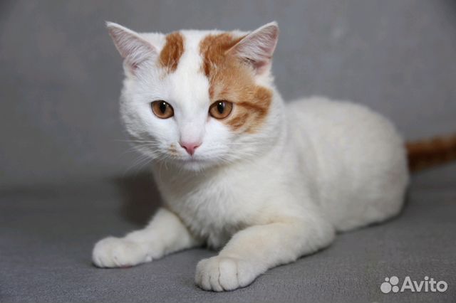 Кот Мишутка