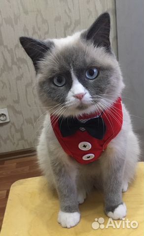 Вязка британский кот