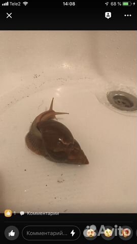 Улитка ахатина + контейнер