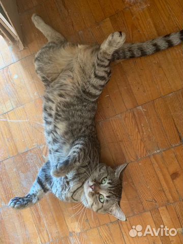 Васька ищет дом