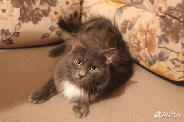 Самые классные котики и кошечка в добрые руки