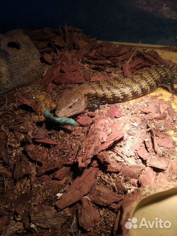 Сцинк синеязыкий (Tiliqua Gigas)