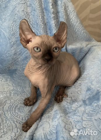 Эльф, Канадский сфинкс