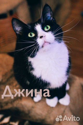 Кот Кошка