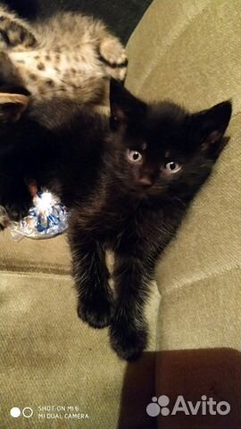 Метис метисов куна и сибиряка чёрный пацан с просе