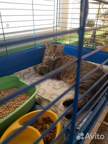 Молоденькая миникошечка и ласковый котик ждут свои