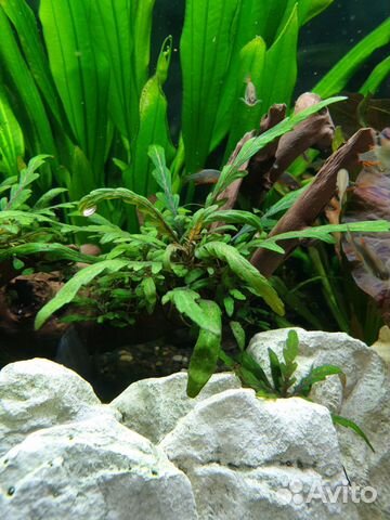 Гигрофила пиннатифида