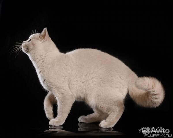 Британская барышня)