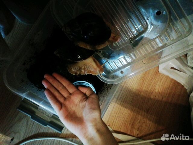 Виноградные улитки 2 шт