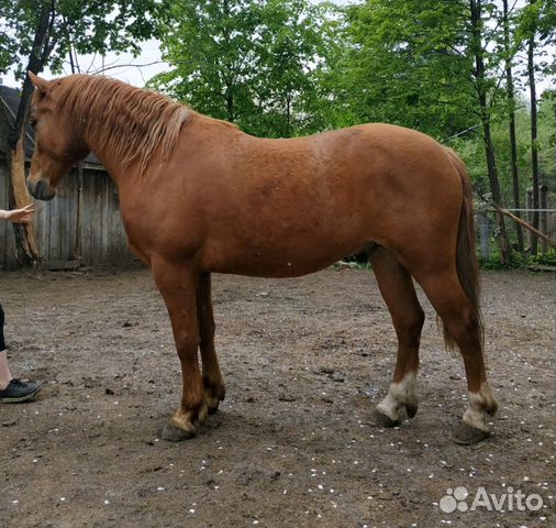 Владимирский жеребец и мерин