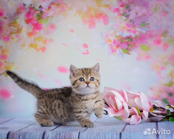 Коты и кошки Манчи