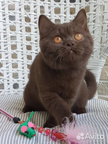 Породные британские котята