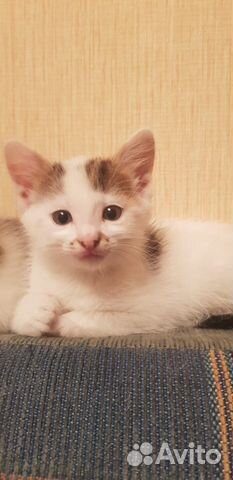 Котёнок мальчик Максик 2 мес