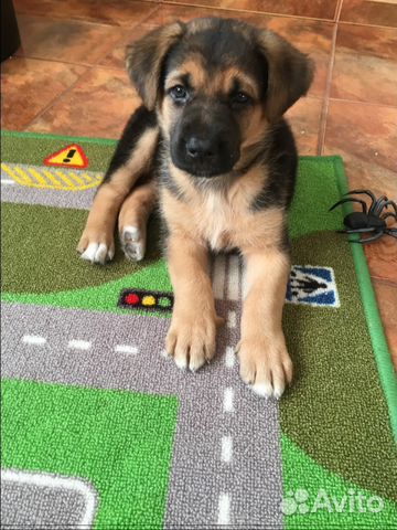 Щенок ищет дом