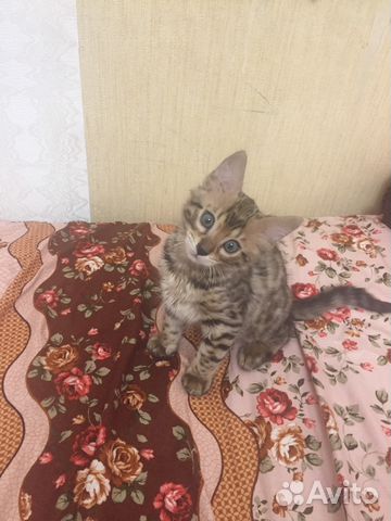 Мальчик бенгальчик