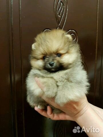 Шпиц. Мини-помочки