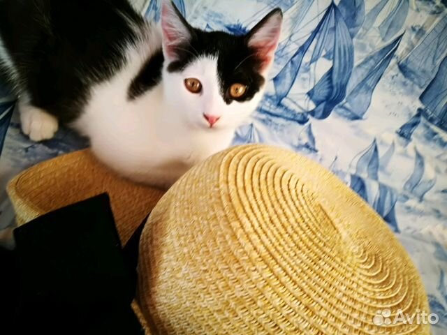 Котята в ритме чёрно-белой графики