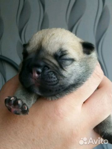 Щеночки Ка де бо