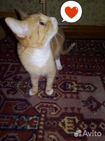 Кот, котик - рыжее солнышко