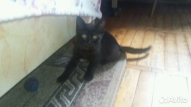 Котёнок бесплатно
