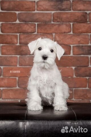 Щенки белого Цвергшнауцера