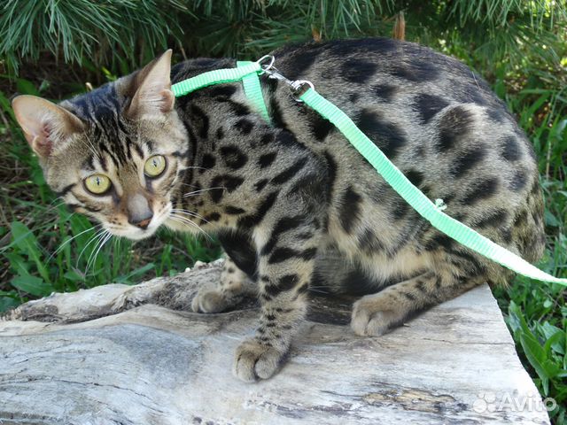 Бенгальские котята