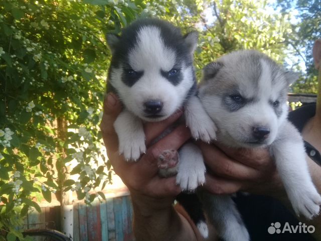 Щенки сибирской хаски