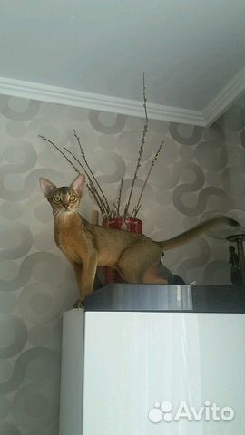 Абиссинская кошка на вязку