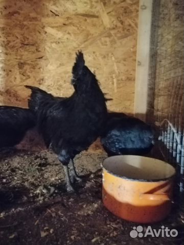 Семья курочек аям цемани