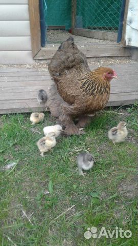 Куры и цыплята Брама