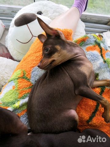 Той-терьер мальчик