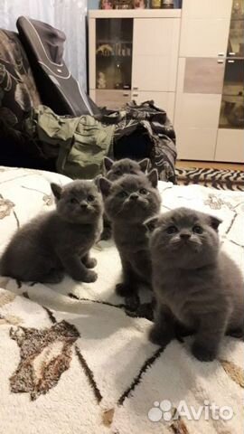 Котята шотландской вислоухой