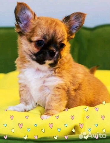 Щенки чихуахуа