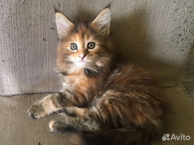 Мейн кун девочка Грушенька