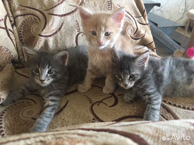 Котята мейн кун