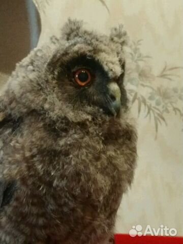 Совёнок Кузя