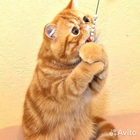 Сладкий мальчик Мультик