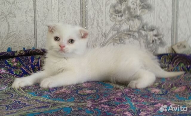 Британский белый котёнок