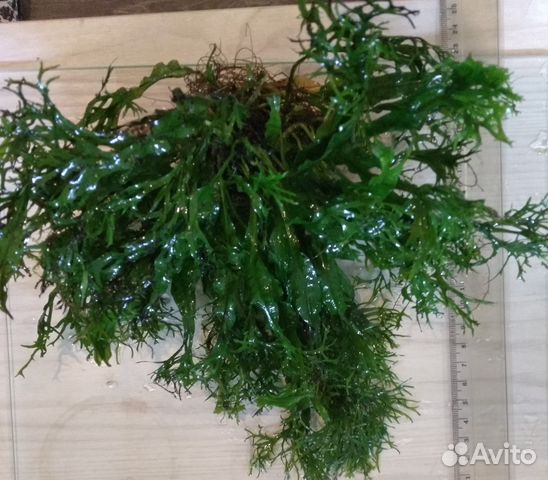 Растения для аквариума