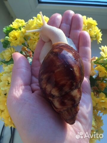 Улитка Ахатина