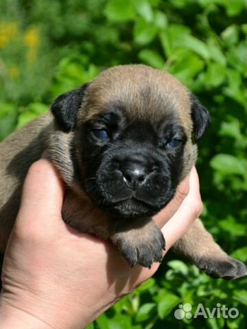 Ка де бо(щенок 2,5 недели)